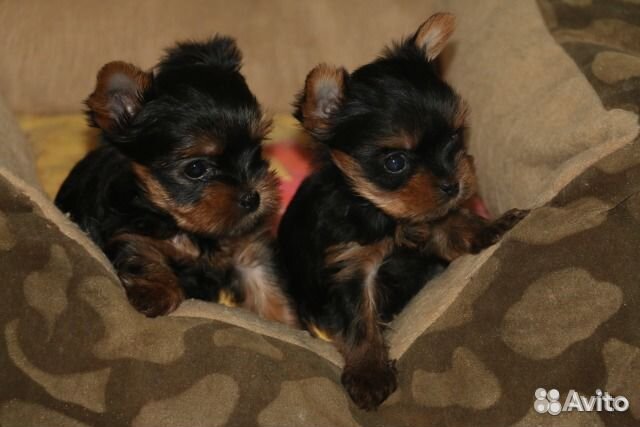 Кукольные щенки йорка