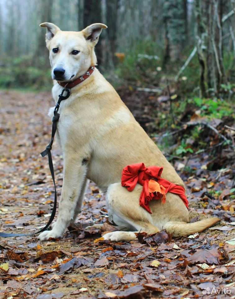 Ищет дом золотая девочка Сима. Щенок. Метис