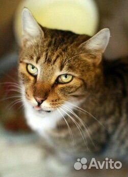 Брутальный и Нежный Лев в дар в добрые руки