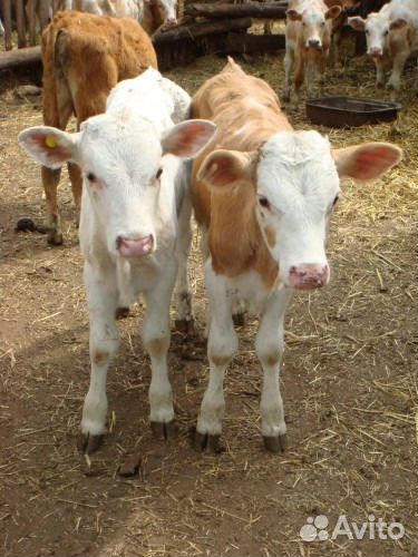 Продам телят