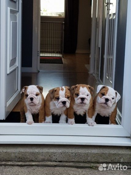 Бравые ребята