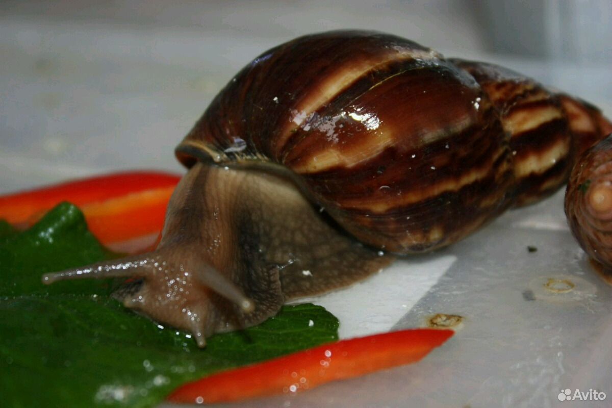 Улитка Ахатина крупная