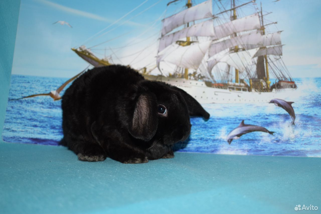 Черный карликовый кролик рекс - плюш. Питомник