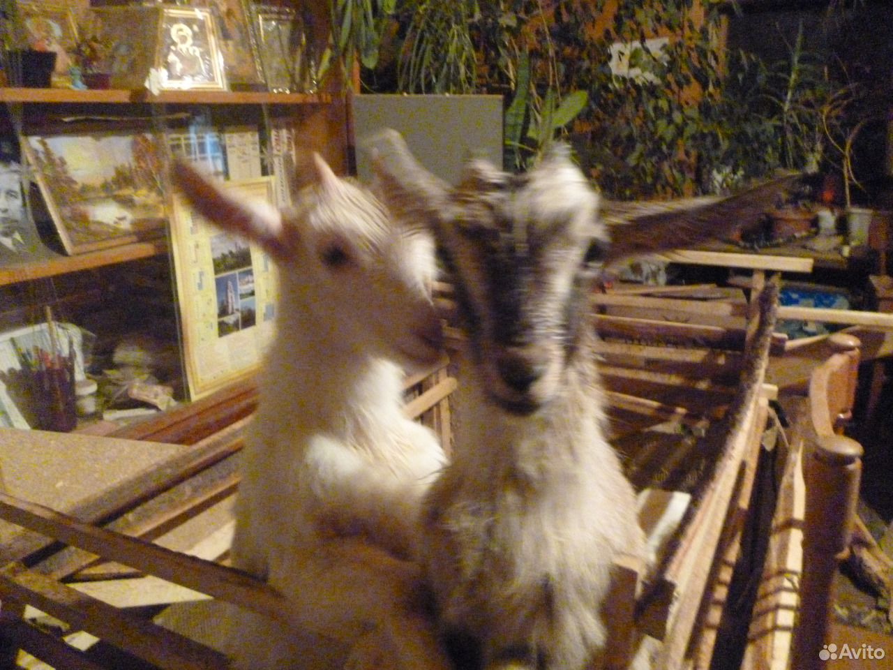 Продам молодых козочек