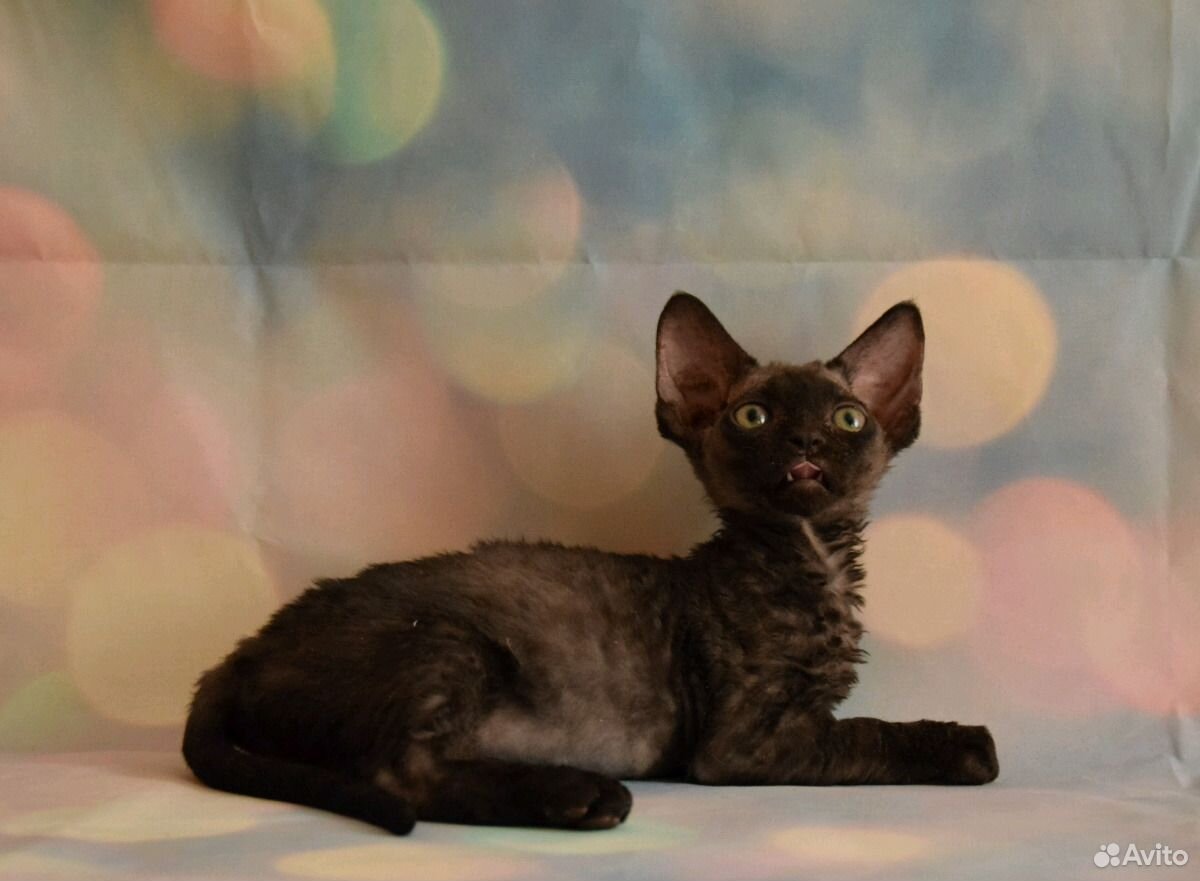 Девон рекс - магическая кошка