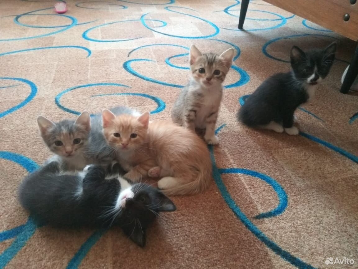 Я жду тебя,мой новый хозяин