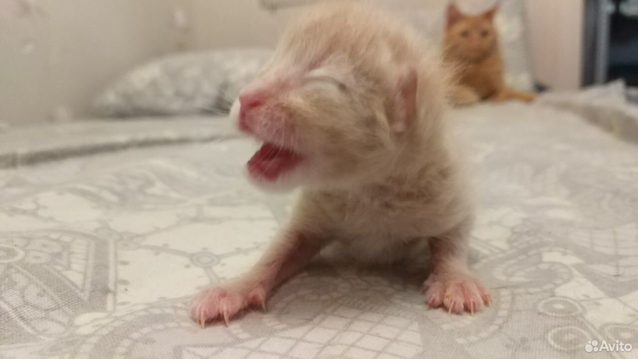 Выброшенные кем то новорожденные котята