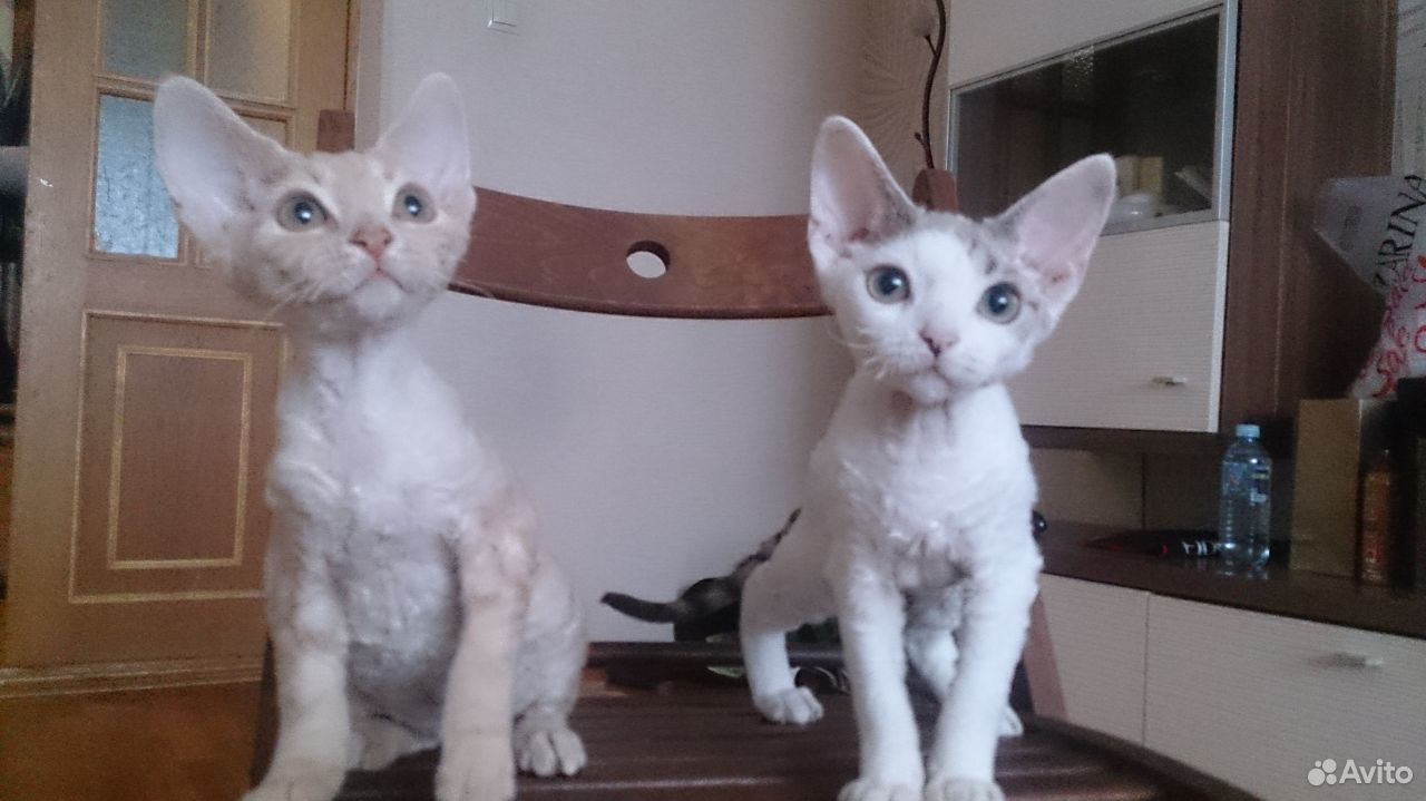 Кремовый мрамор и арлекин мальчишки -кудряшки