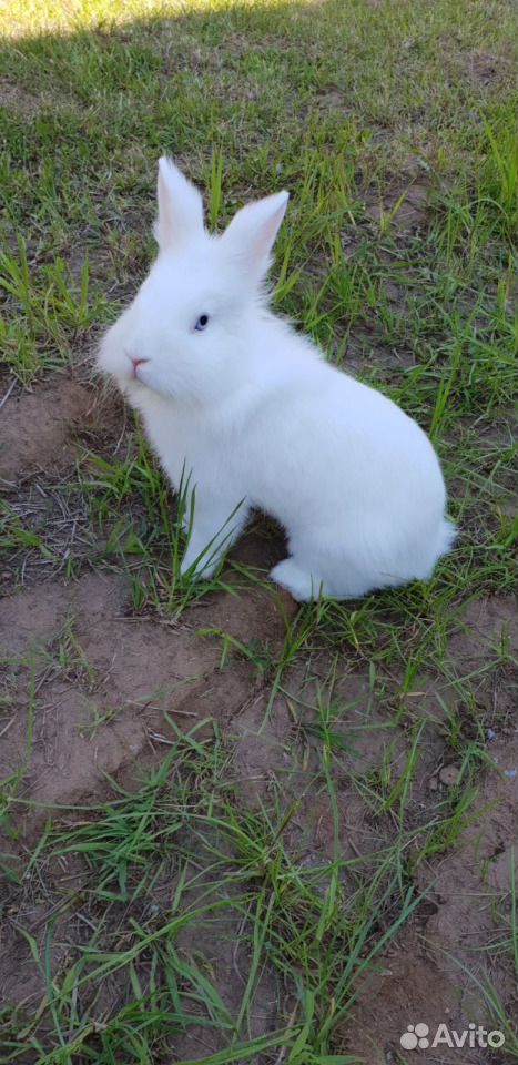 Отдам домашнего кролика
