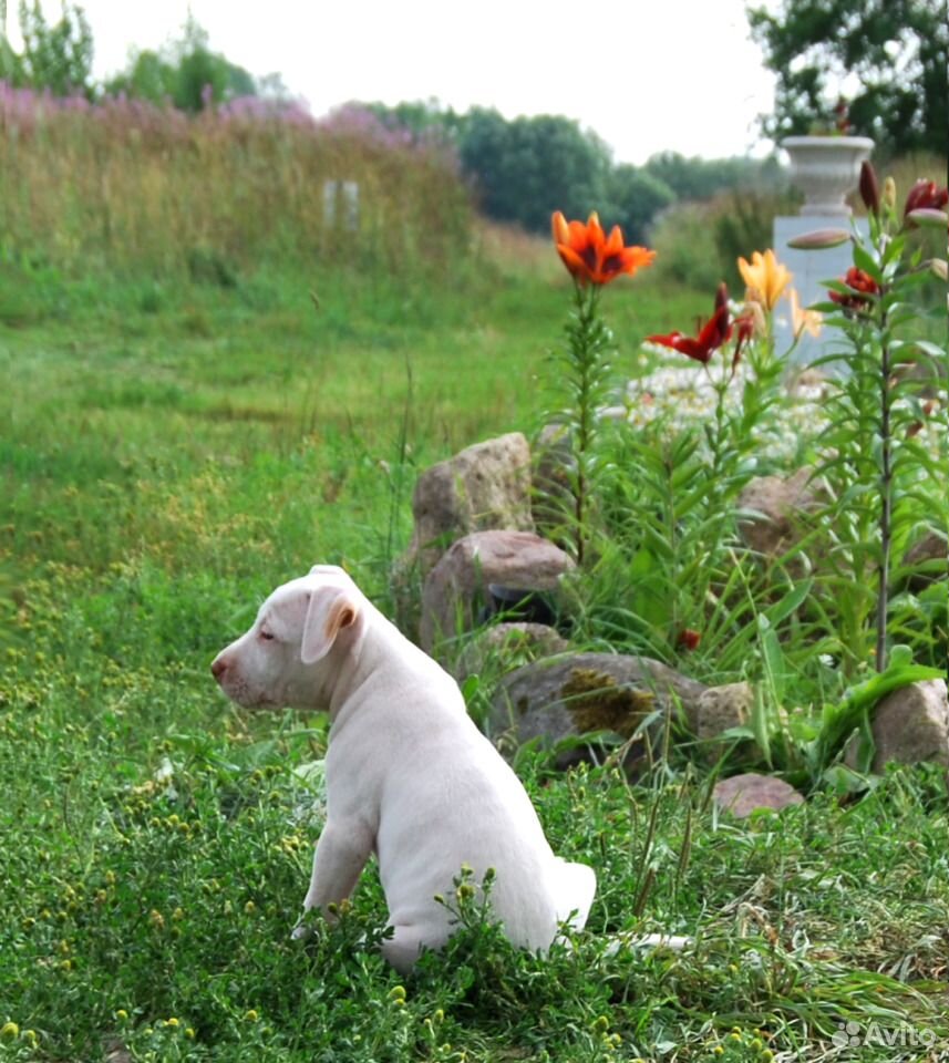 Питбуль. Сказочная блондинка
