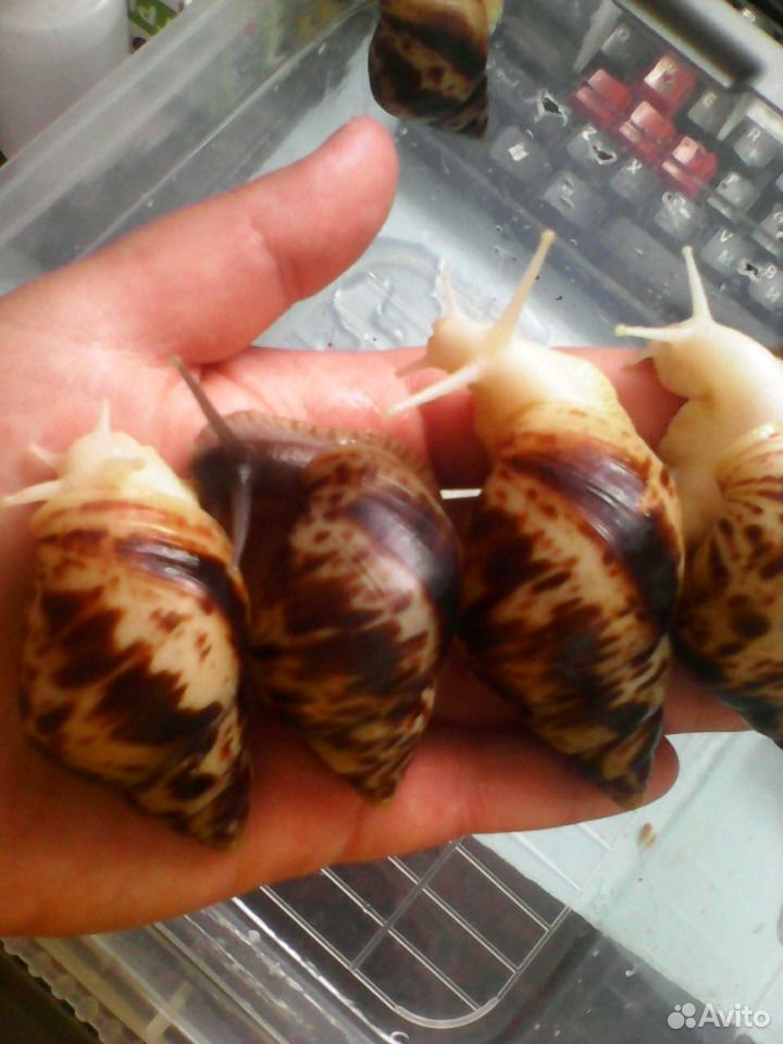 Гиганская афреканская улитка