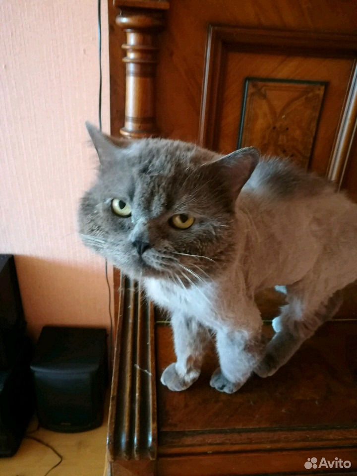 Котик британец ищет дом