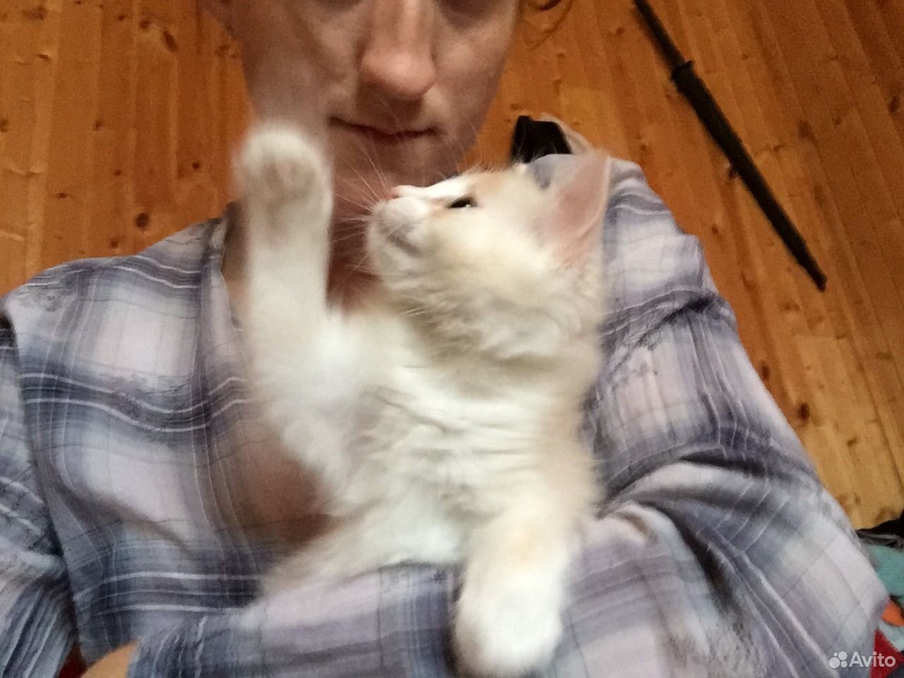 Котёнок ангорский