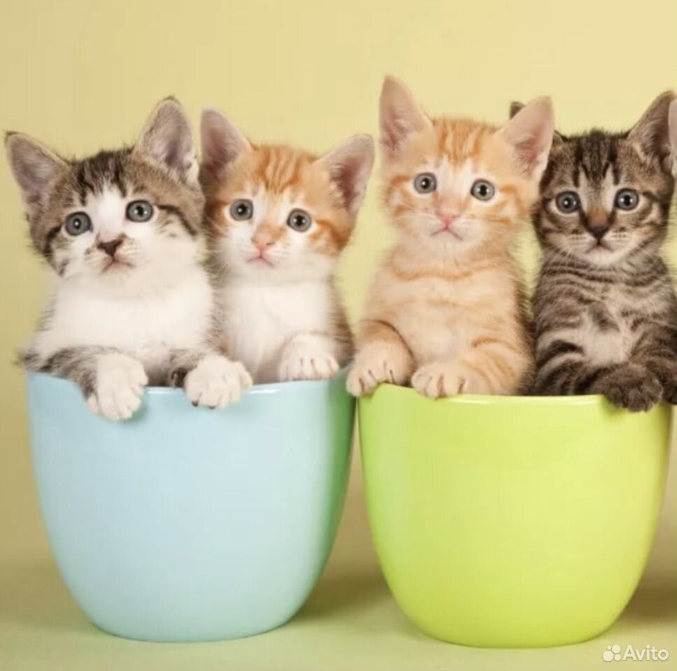 Котята разных окрасов и мастей
