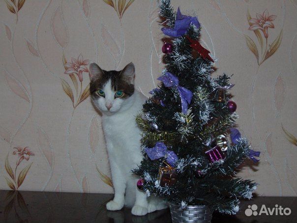 Котик Гаврюша