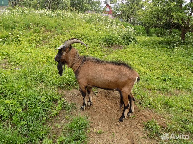 Северокавказский горный козел