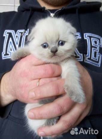 Котята вислоухие,глазки голубые