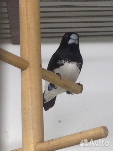 Черно-белая амадина