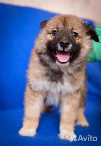 Пристраиваем в добрые руки