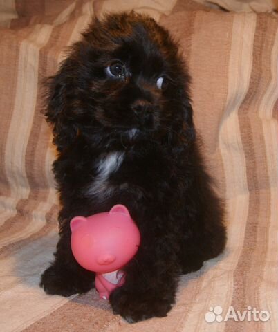 Щенок девочка американского кокер спаниеля