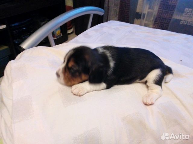 Щенок эстонской гончей