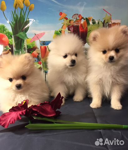 Два сыночка и лапочка дочка