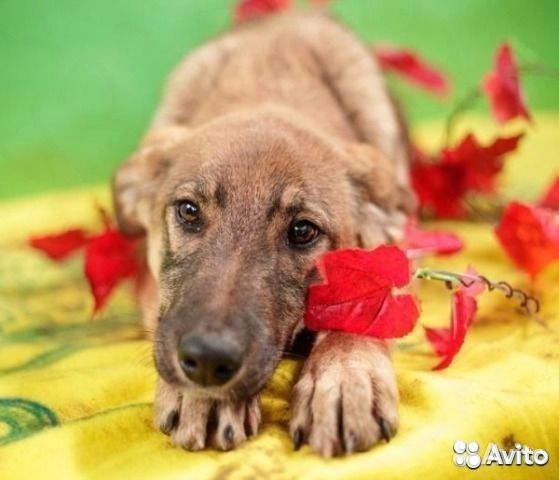 Нереально хорошие милые и занятные щенки
