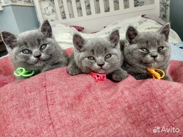 Британские голубые котята