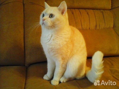 Вязка с шотландским прямоухим котом