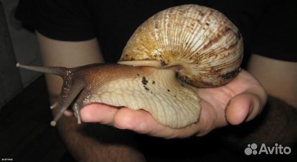 Отдам даром. Улитки Ахатины