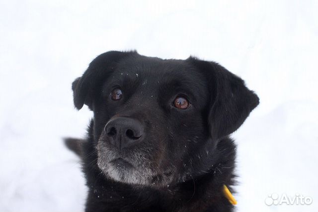 Макс, добрая собака, ищет дом