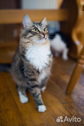 Котик Тимоша ищет семью