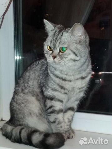 Передам в хорошие руки