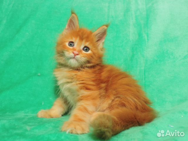 В питомнике есть крупные котята породы Мейн-кун