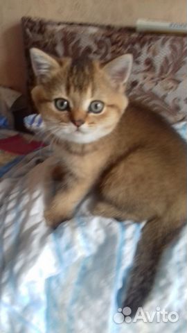 Британская элита- три сыночка и Лапочка дочка