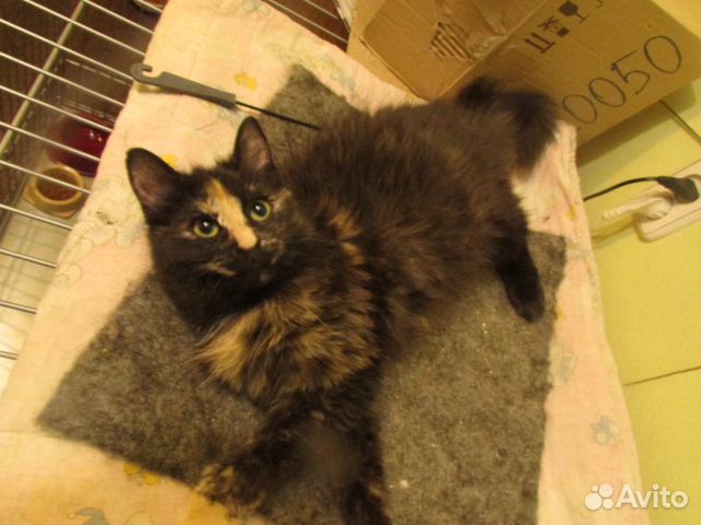 Отдам пушистую Чебурашку в добрые руки