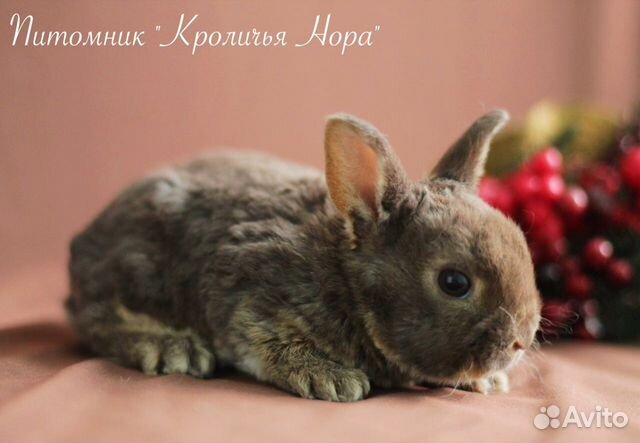 Карликовый рекс, шикарные детки, редкие окрасы