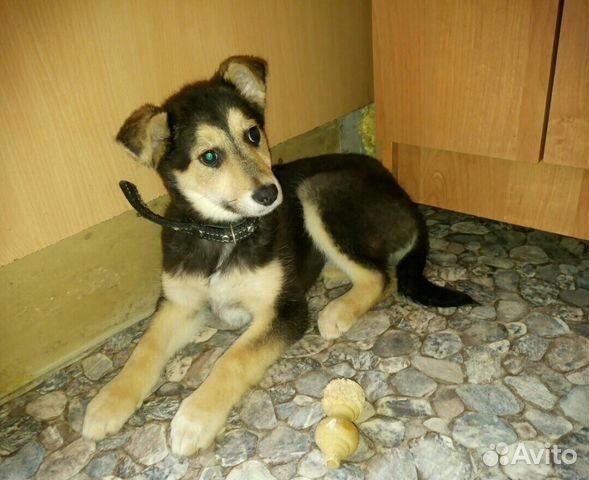 Умница красавица ждёт родителей