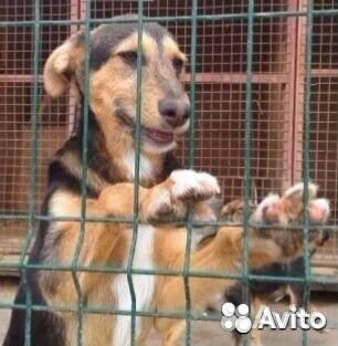 Добрячек- маленький, худенький, ласковый щеночек 1