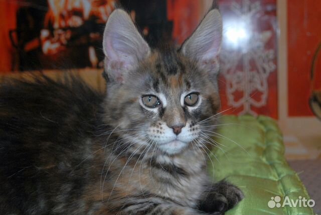 Космические мейн-куны