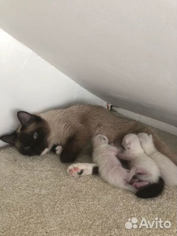 Маленькие сокровища