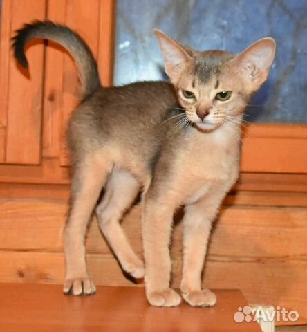 Абиссинская голубая кошечка, Голубичка