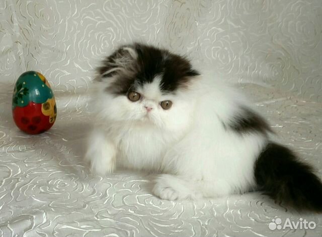 Персидский Малыш