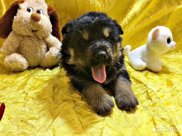 Хорошенькие пушистые щеночки