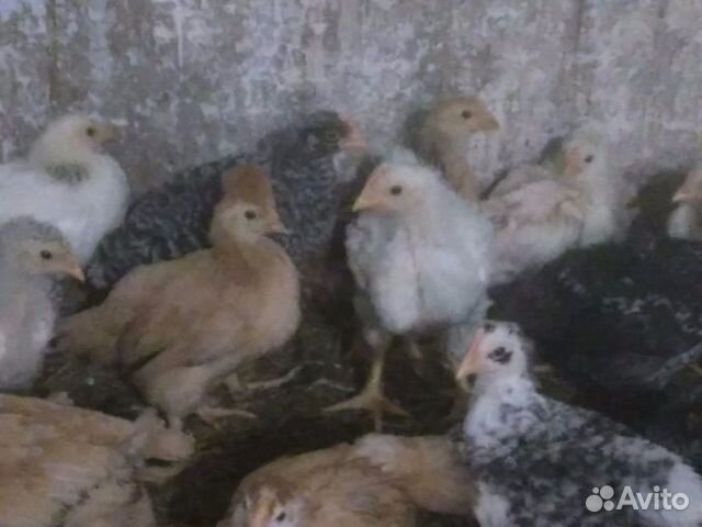 Цыплята подрошенние