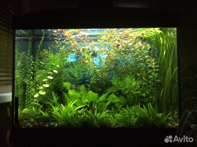 Растения поменяю