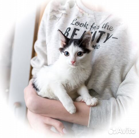 Черно-белая кошечка котенок ищет свою семью В добр