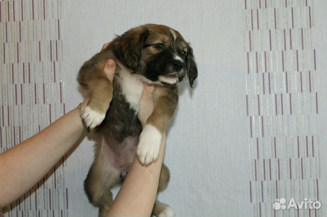 Дворовые охотницы