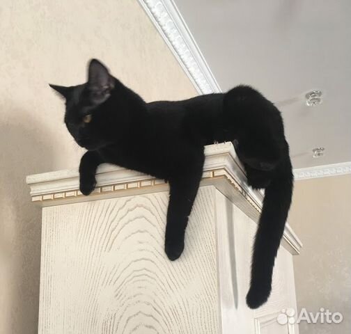 Подарим в хоршие руки кота британца -полукровка