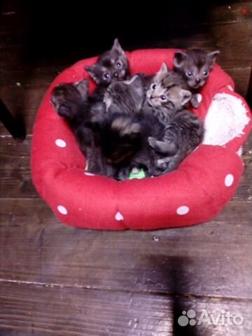 Британцы отдам бесплатно в добрые руки